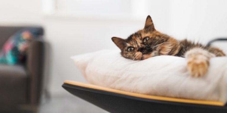 10 Cat Sleeping Positions And What They Mean - Poultry Care Sunday