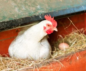 What Is The Gestation Period For A Chicken?