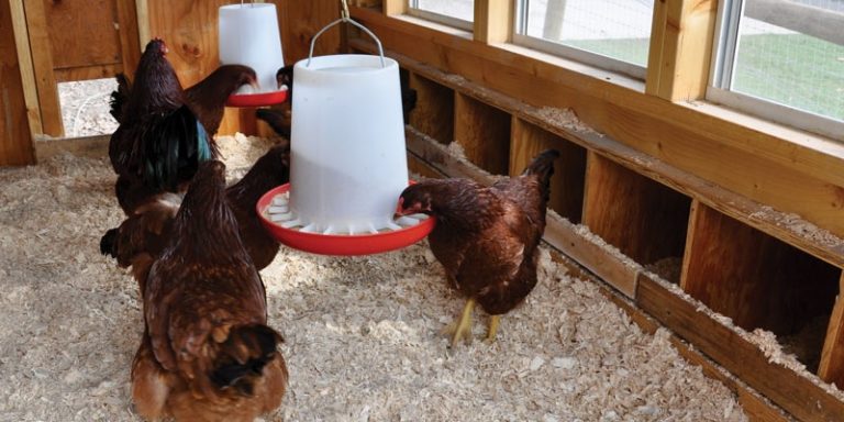 10 Best Hanging Chicken Waterers In 2025 [Our Top Pick]