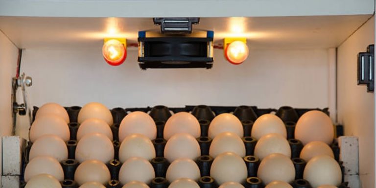 10 Best Lab General Purpose Incubators In 2026 [Our Top Pick] - Poultry ...