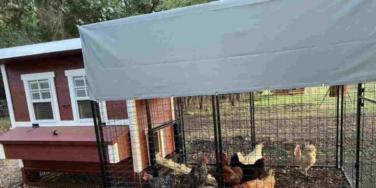 10 Best Tarp For Chicken Coop In 2026 [Top Pick]