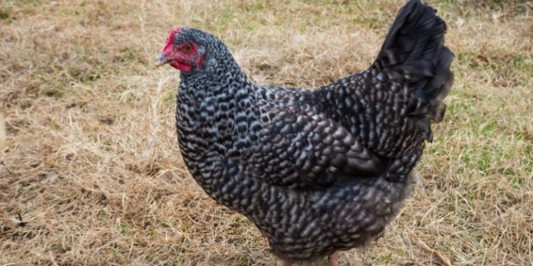 California Grey Chicken? - Poultry Care Sunday