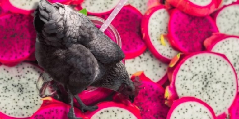 Can Chickens Eat Dragon Fruit?