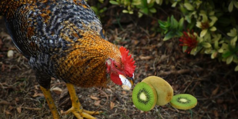 Can Chickens Eat Kiwi Fruit?