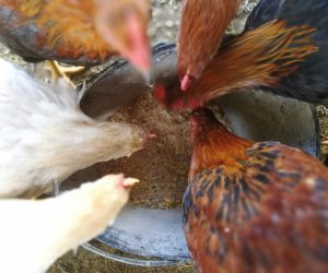 Where To Buy Fish Meal For Chickens? [A Detailed Answer]
