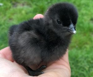 What Is An Egg Tooth? [A Detail Explanation]