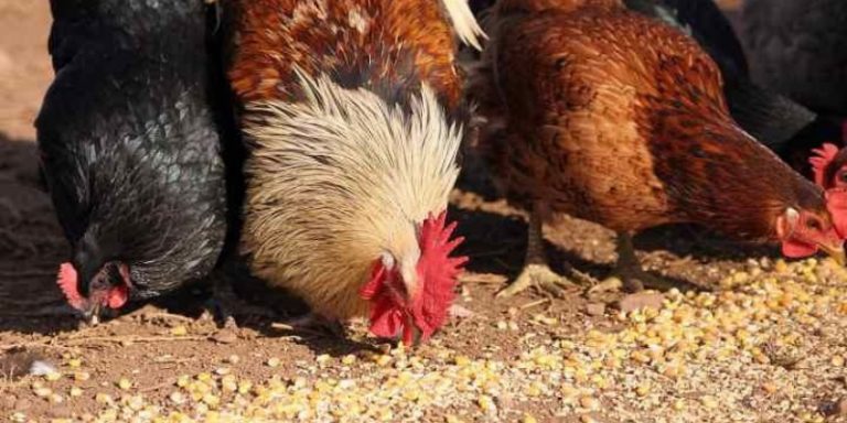 Cracked Corn Vs Whole Corn For Chickens [A Detailed Discussion]