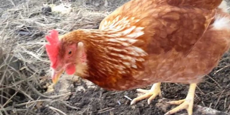 Do Chickens Eat Boxelder Bugs?