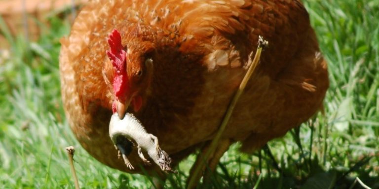 Do Chickens Eat Lizards?
