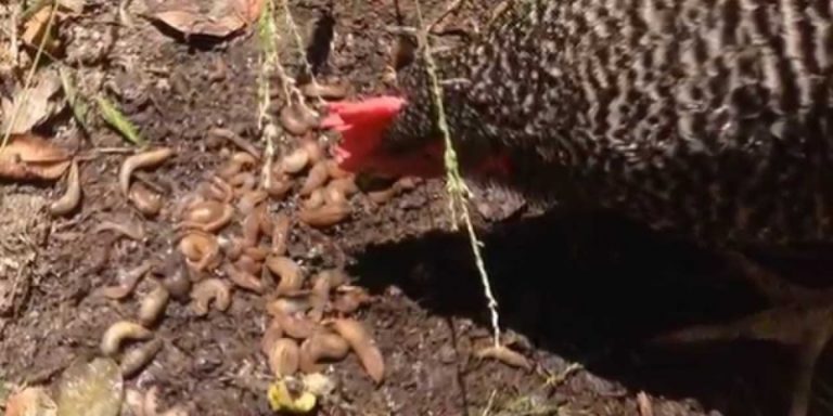 Do Chickens Eat Slugs?