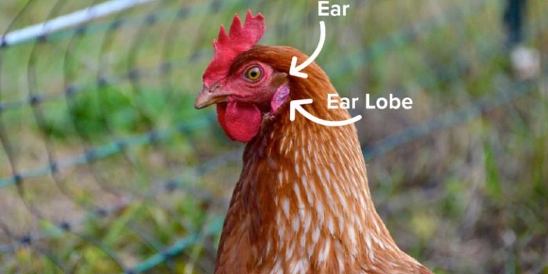 Do Chickens Have Ears?