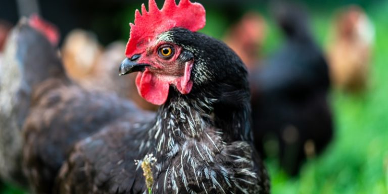 Do Chickens Have Eyebrows? [A Detailed Answer]