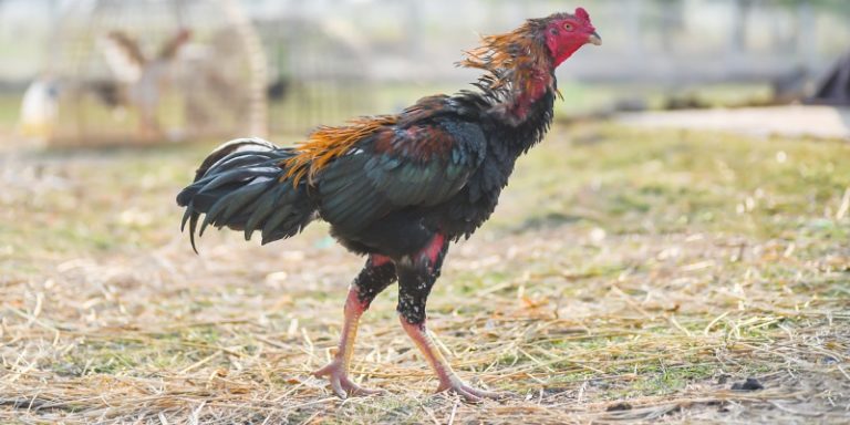 Do Chickens Have Fingers?