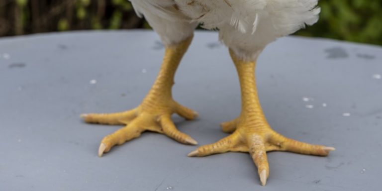 Do Chickens Have Toes? [Clear Explanation]