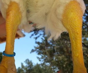 Do Chickens Have Ankles? [Details Explanation]