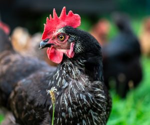 Do Chickens Have Eyelashes? [Best Answer for You]