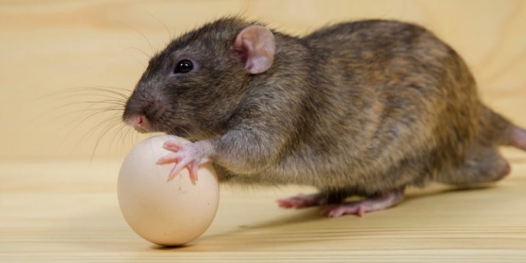 How Do Rats Carry Chicken Eggs? [A Detail Explanation]