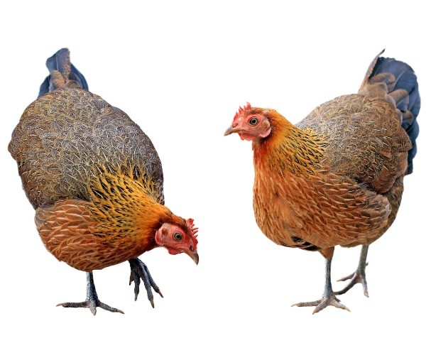 Do Chickens Have Toes Clear Explanation 