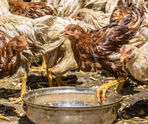 Can Chickens Drown In The Rain? Protect Your Flock!