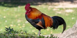 Portuguese Rooster Meaning?