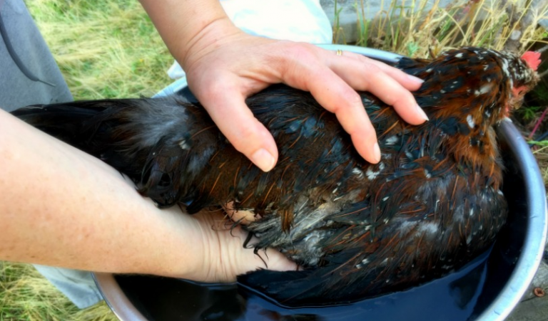 Chicken Vent Pulsating? [Detail Explanations]