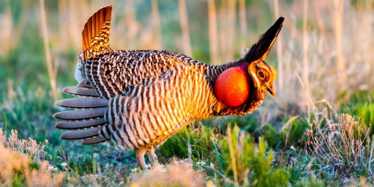 What Do Prairie Chickens Eat?