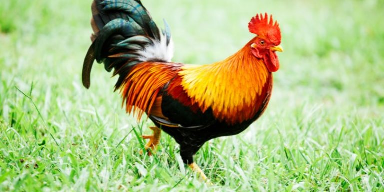 What Does A Rooster Symbolize In A Kitchen?