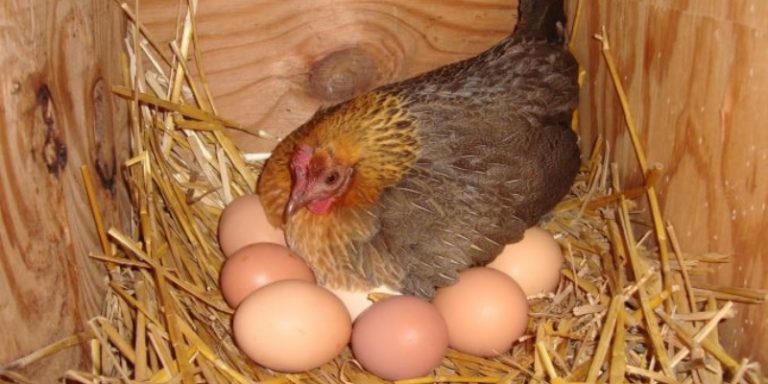What Is The Gestation Period For A Chicken?