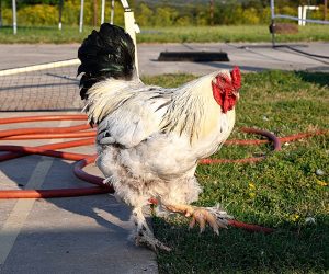 Do Chickens Have Thumbs? [Best Explanation]
