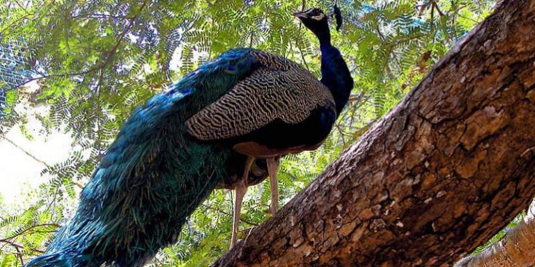 Where Do Peacocks Sleep? - Poultry Care Sunday