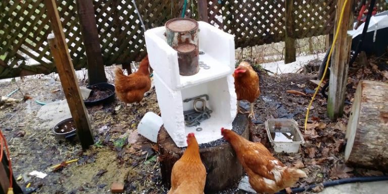 Why Do Chickens Eat Styrofoam? [A Detail Explanation]
