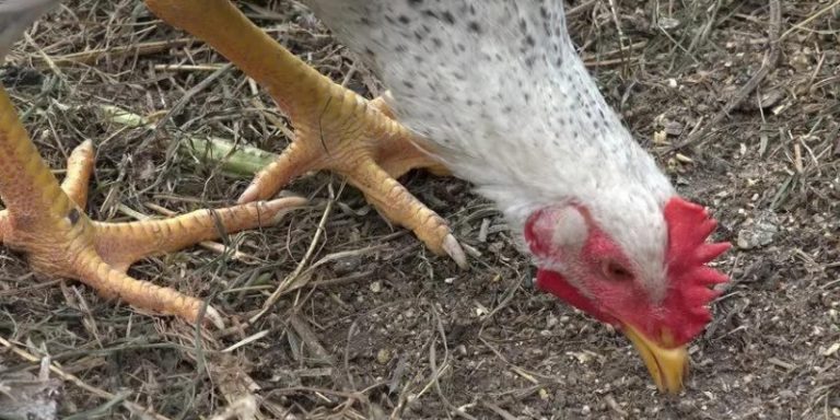 Why Do Chickens Rub Their Beaks On The Ground?