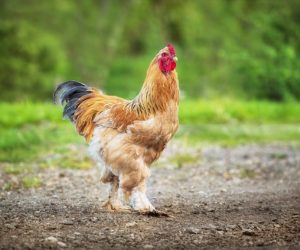 How To Tell The Age Of A Chicken?