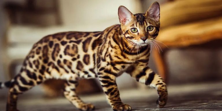 Are Bengal Cats Supposed To Be Skinny? Navigating Their Ideal Body ...