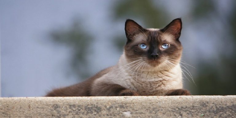 Are Siamese Cats Skittish? - Poultry Care Sunday