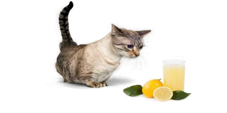 Can Cats Drink Lemon Juice?
