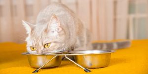 Can Cats Eat Rice Pudding?