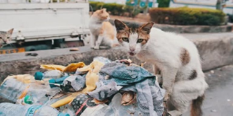 Can Cats Eat Rotten Meat?