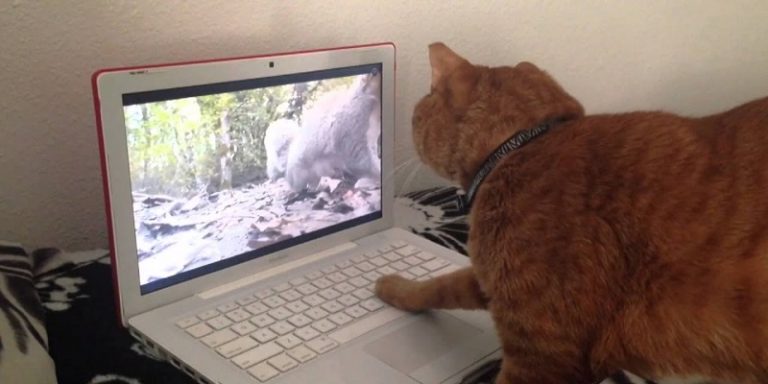 Can Cats See Computer Screens?