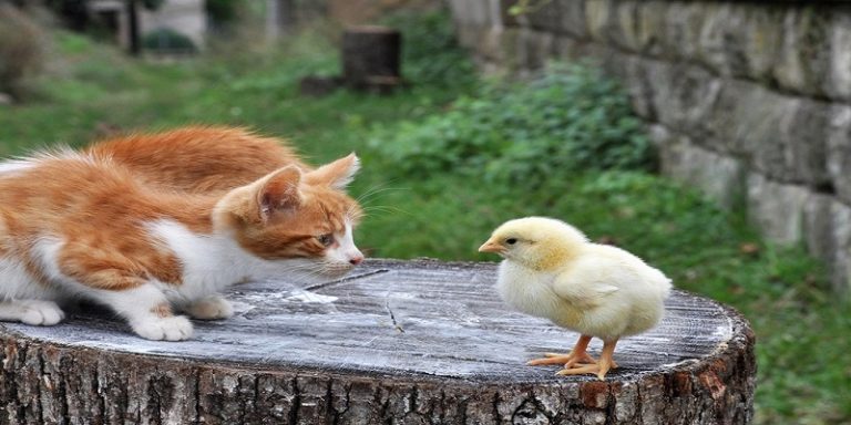 Do Cats Eat Chickens? - Poultry Care Sunday