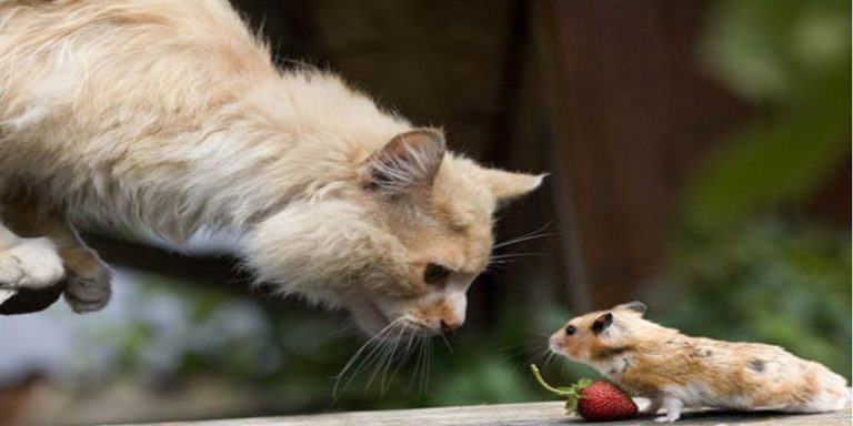 Do Cats Eat Hamsters? - Poultry Care Sunday