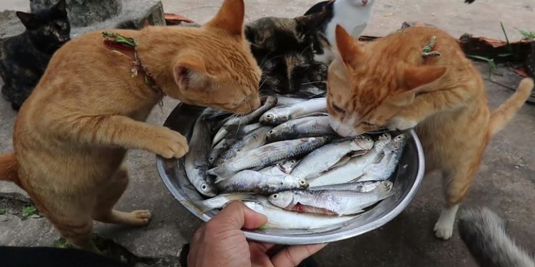 Do Cats Really Like Fish? - Poultry Care Sunday
