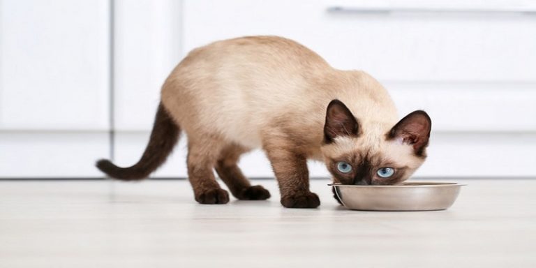 Do Siamese Cats Have Sensitive Stomachs
