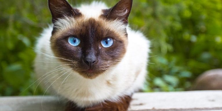 Do Siamese Cats Have Slanted Eyes? - Poultry Care Sunday
