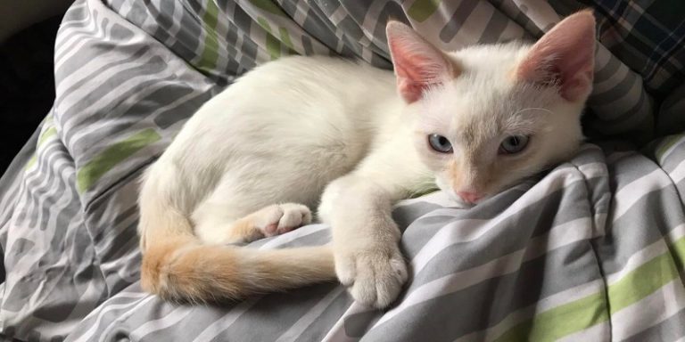 Flame Point Siamese Cat Personality? - Poultry Care Sunday