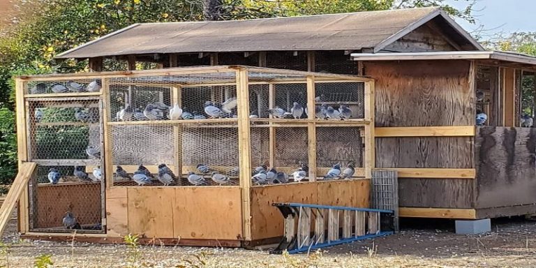 How To Build A Pigeon Coop?