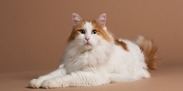 Most Affordable Cat Breeds? - Poultry Care Sunday