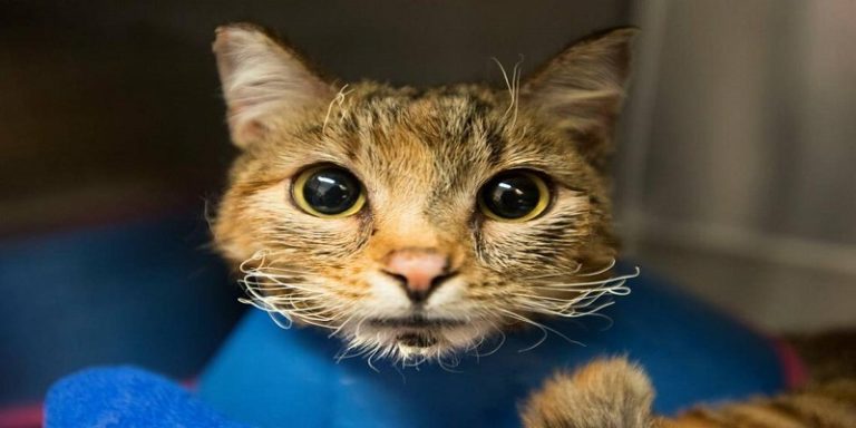 What To Do If My Cat Burned His Whiskers? - Poultry Care Sunday