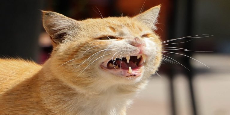 Why Are Orange Cats Aggressive?