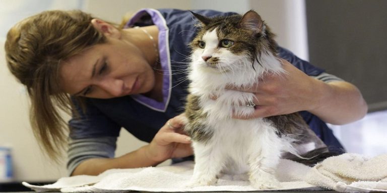 Why Cant My Cat Walk Properly? - Poultry Care Sunday